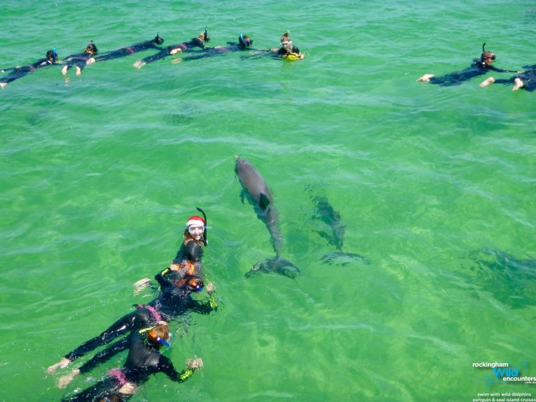 Rockingham Swim with the Dolphins