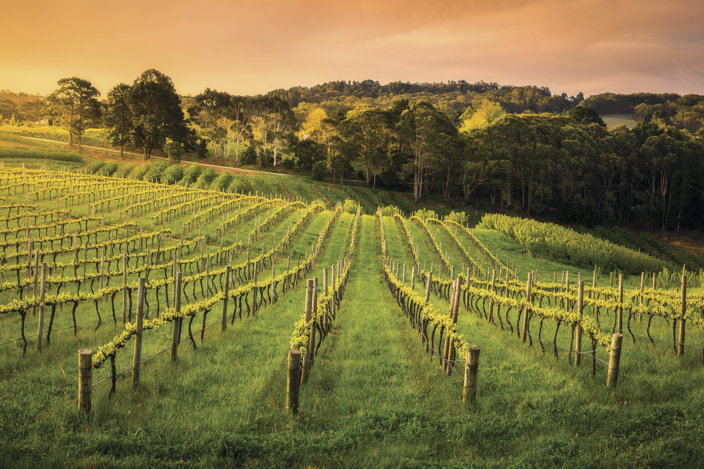 Explore the Barossa Valley from $20